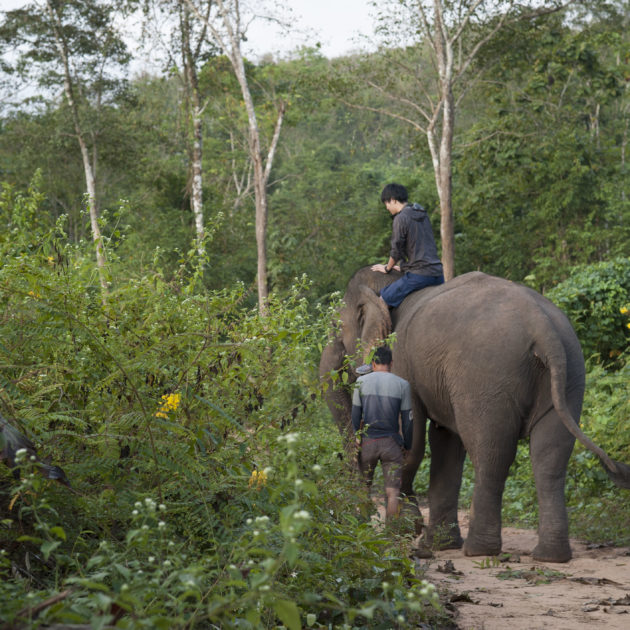FULL DAY MAHOUT BASIC TRAINING PROGRAM AND PAK OU CAVES — TOUR CODE:F10 ...