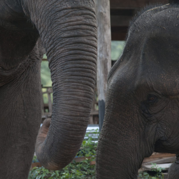 MANIFA ELEPHANT CAMP — LUANG PRABANG . LAOS