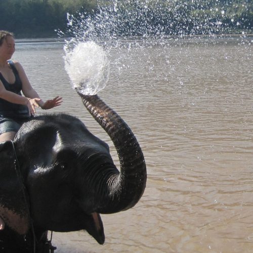 Manifa Elephant Camp – Manifa Travel, Luang Prabang, Laos Tour Company