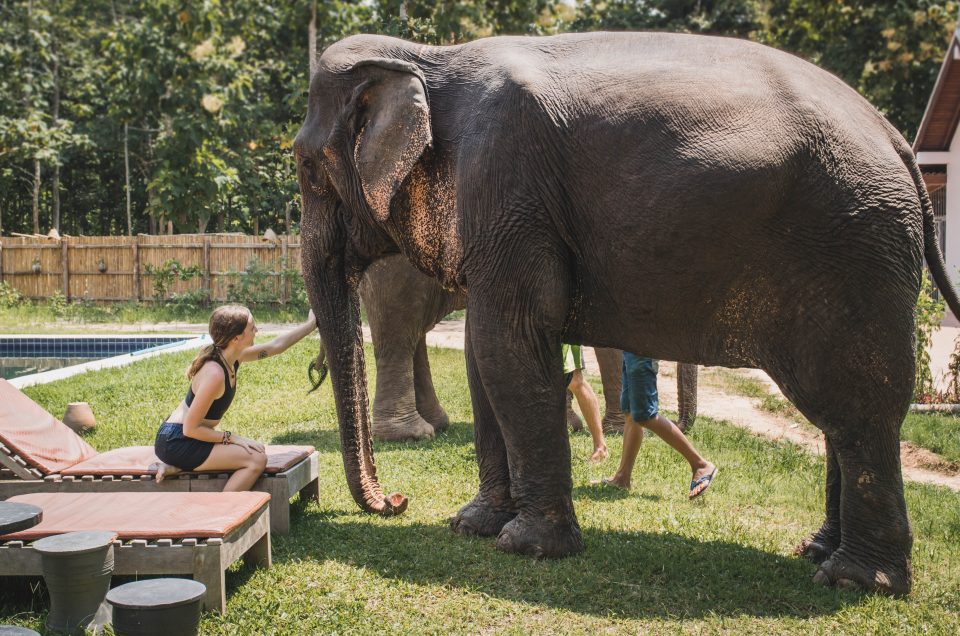 3-Day Manifa Elephant Camp Immersion Overnight Experience (C02 ...